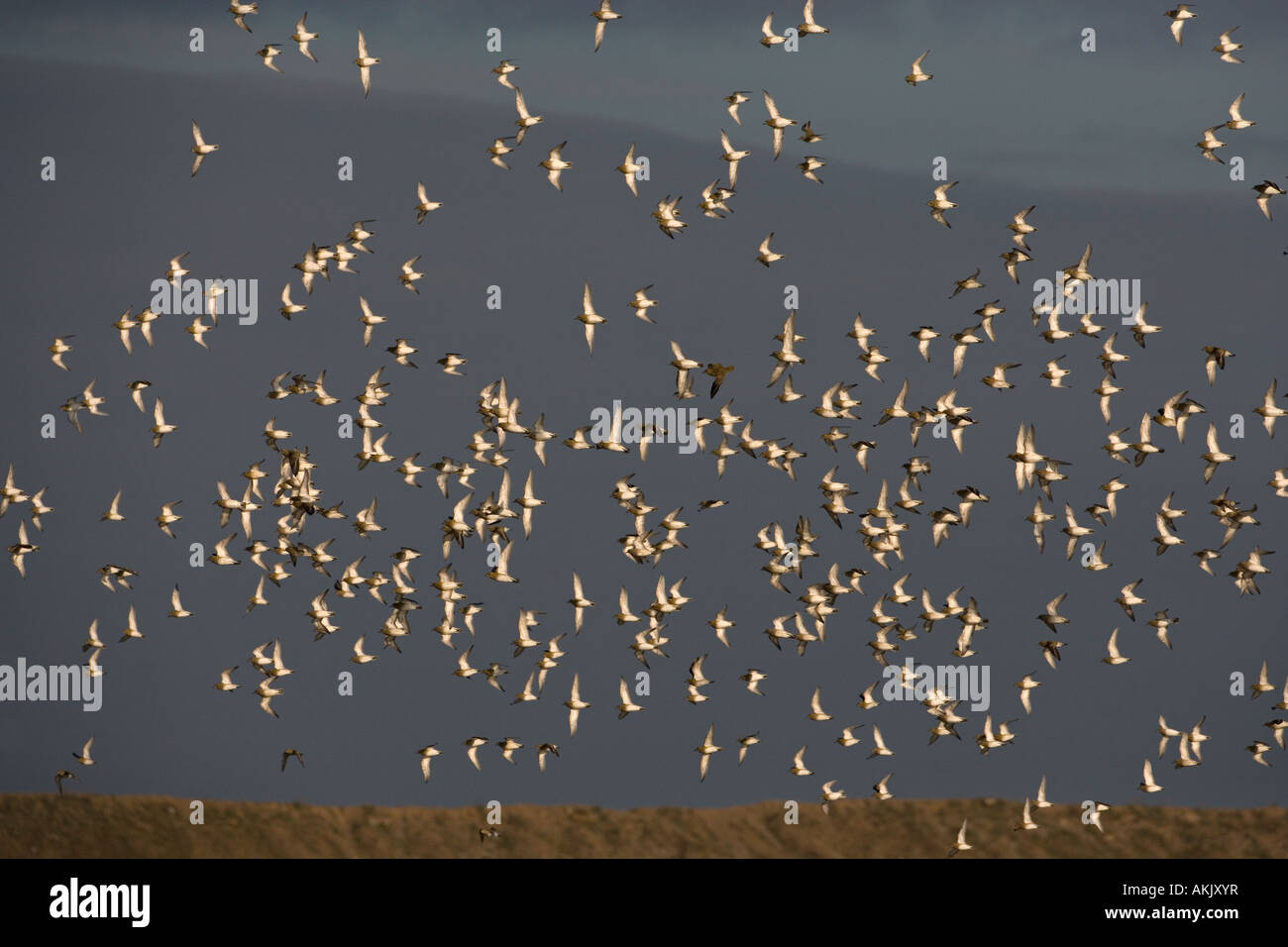 Golden Plover Pluvialis apricaria flock in flight over Cley nature ...