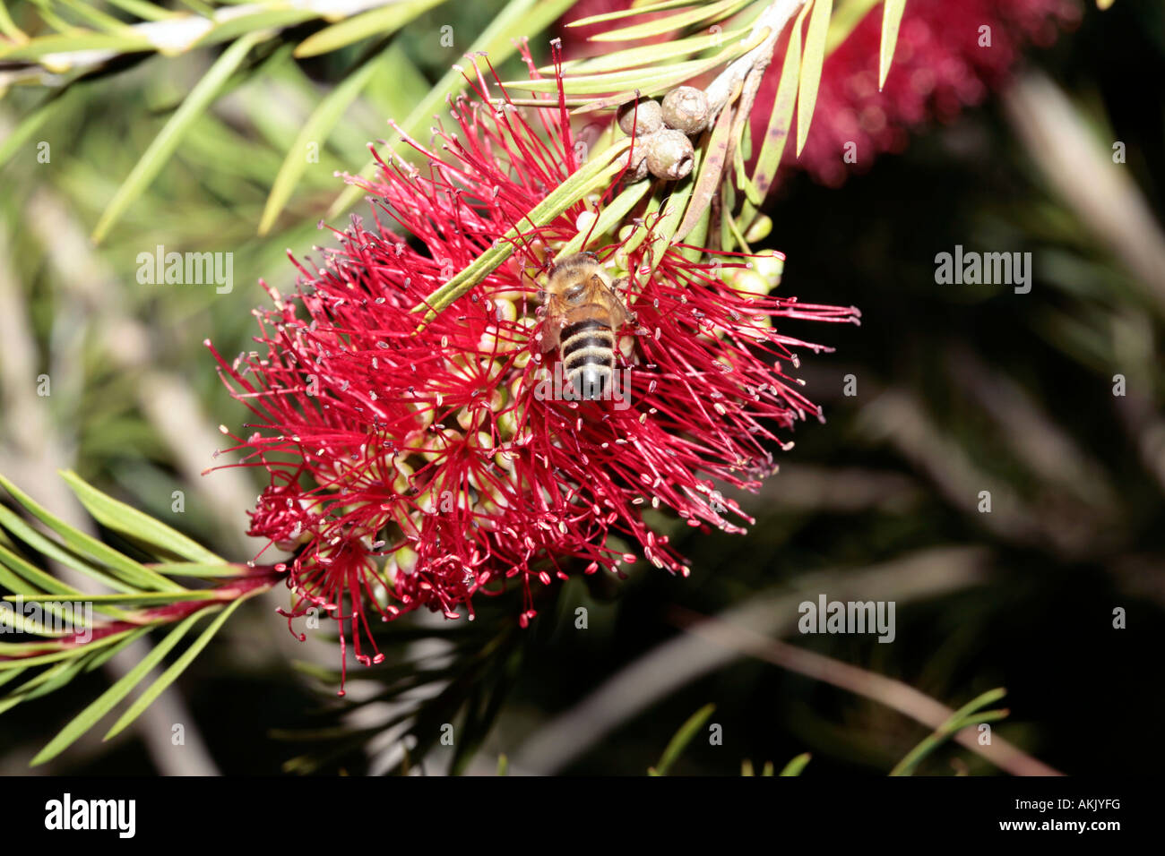 Narrow-leaf Bottlebrush -Callistemon linearis -Family Myrtaceae Stock ...