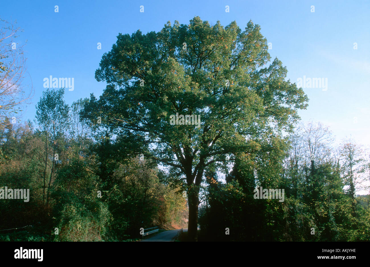Quercus petraea whole tree hi-res stock photography and images - Alamy