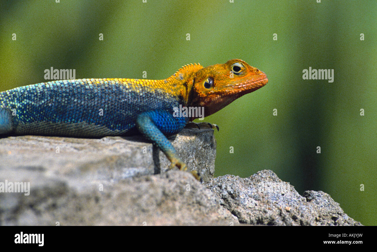 KENYA TSAVO EAST NATIONAL PARK AFRICAN LIZARD Stock Photo - Alamy