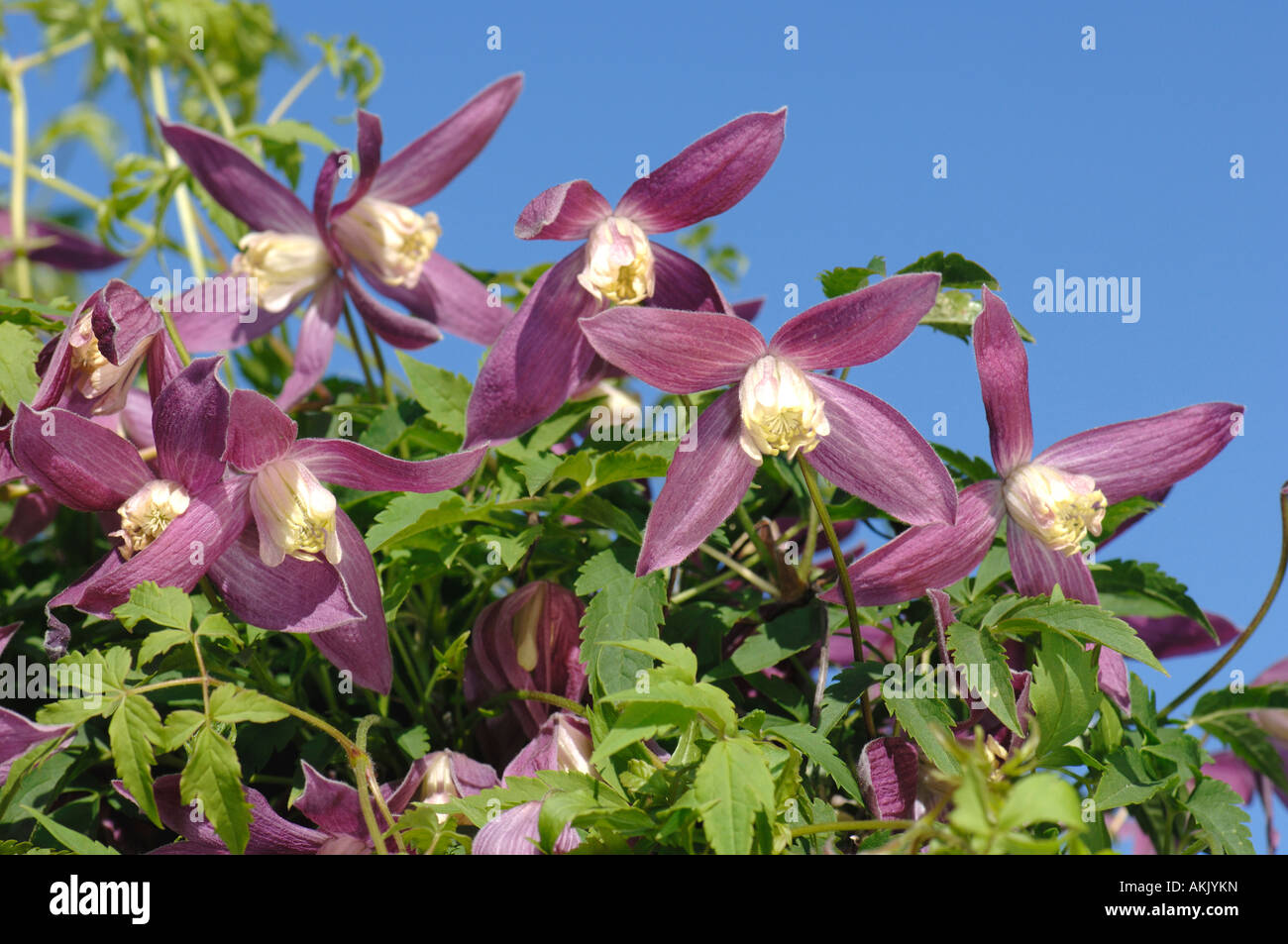 Alpine Clematis (Clematis alpina), variety: Ruby, flowering Stock Photo ...
