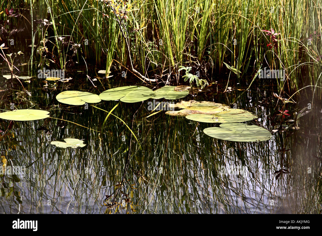 Water plants along Bear Lake in British Columbia Stock Photo - Alamy