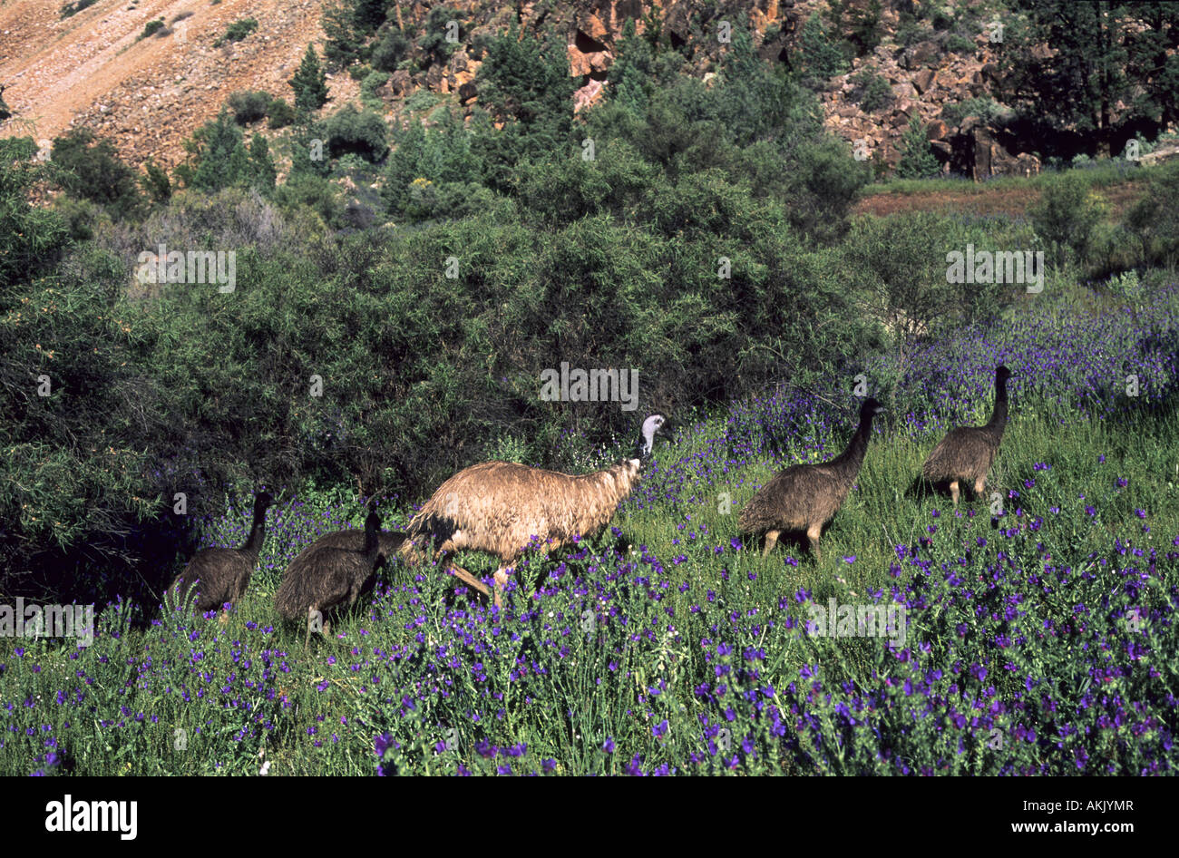 Flinders ranges emu hi-res stock photography and images - Alamy