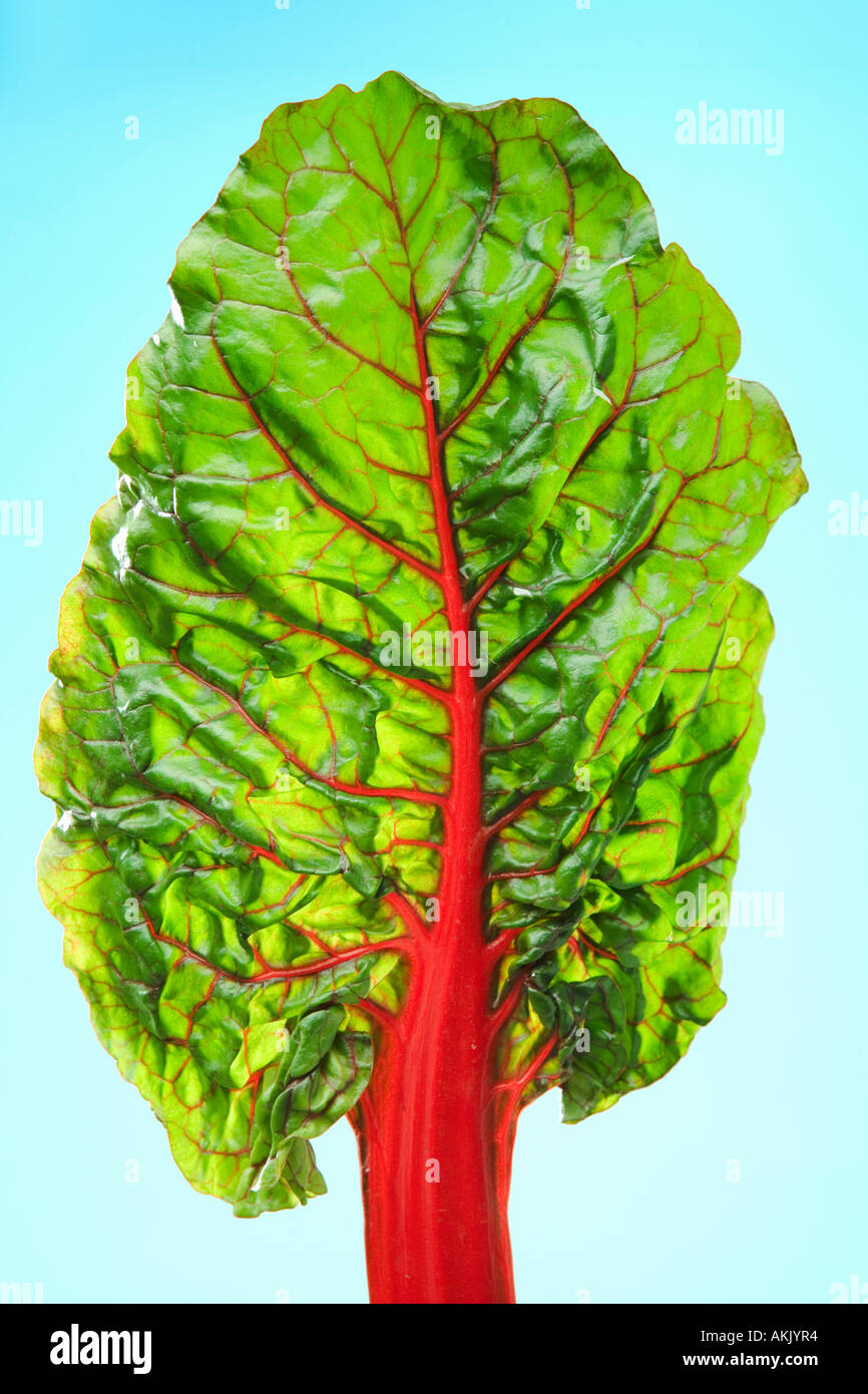 Leaf of red Swiss chard Stock Photo - Alamy