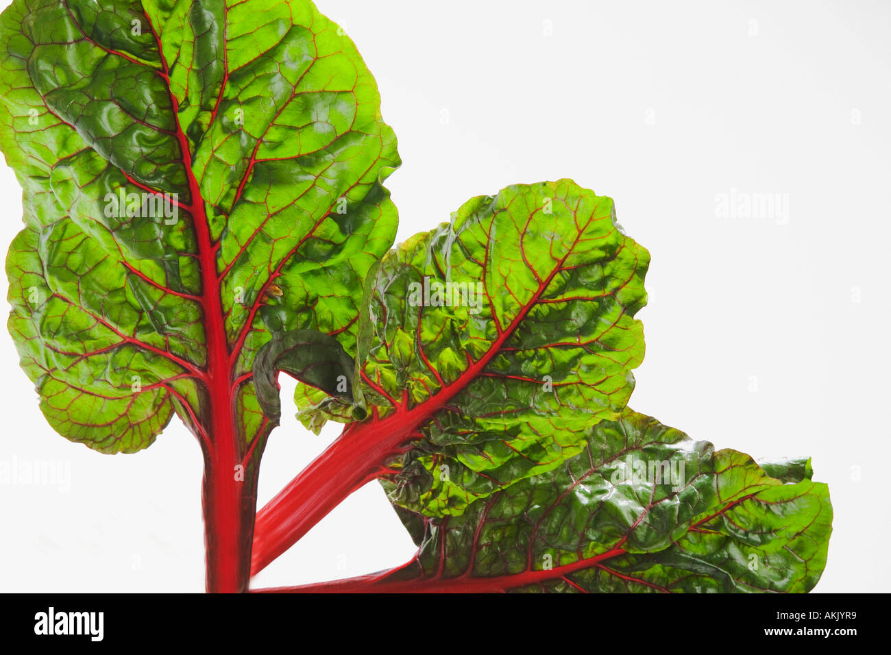 Leaves of red Swiss chard Stock Photo - Alamy