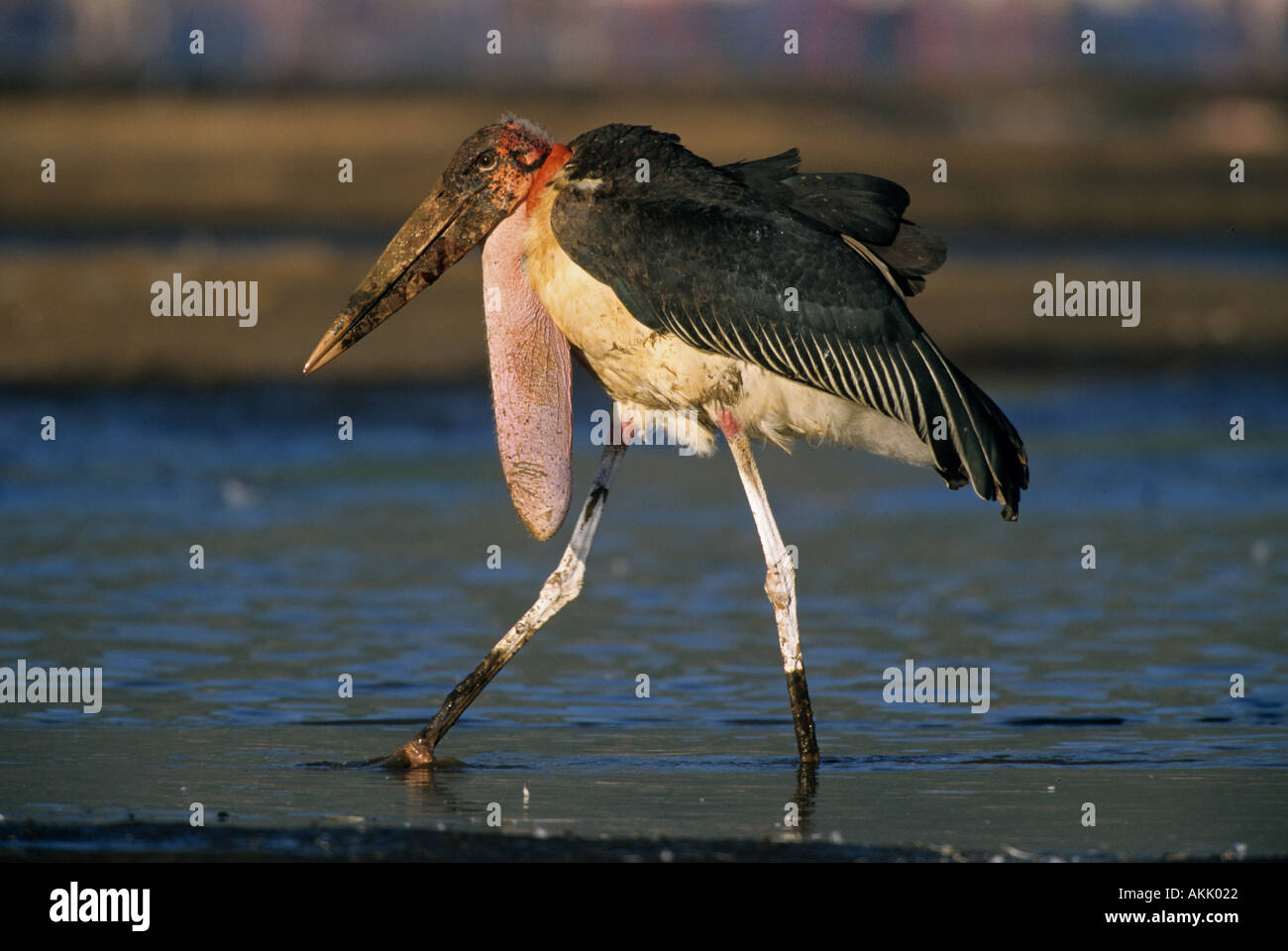 MARABOU STORK (Leptoptilos crumeniferus) hunting Flamingos Lake Bogoria ...