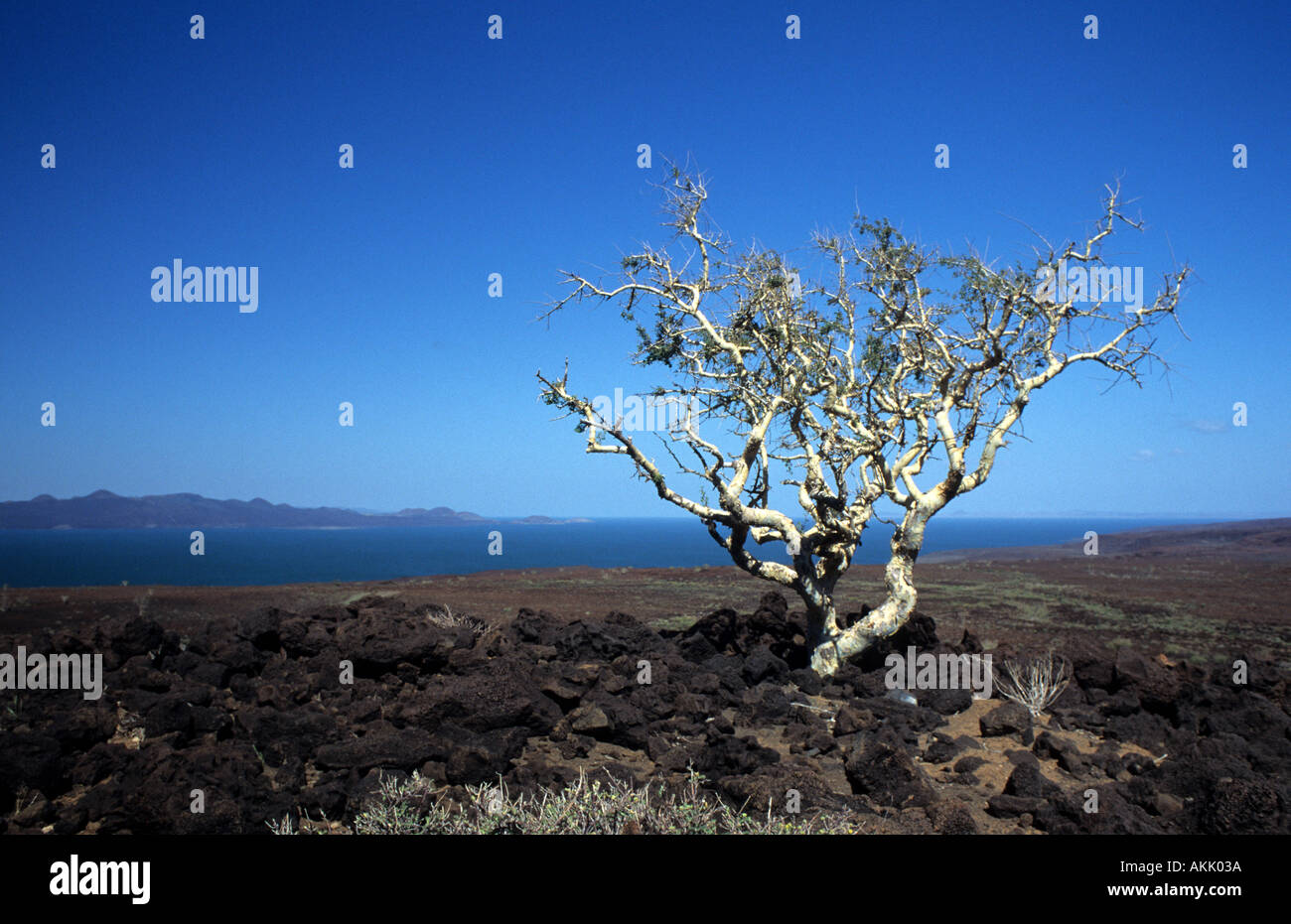 Tree and Lake Turkana Northern Kenya Stock Photo - Alamy
