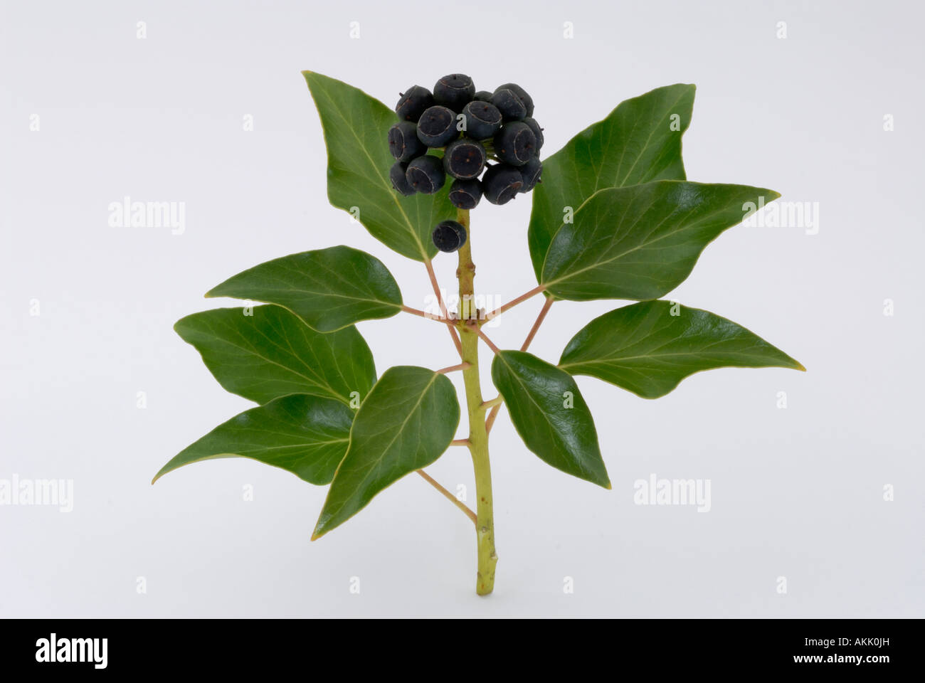 Common Ivy, English Ivy (Hedera helix), leaves and ripe fruit, studio ...
