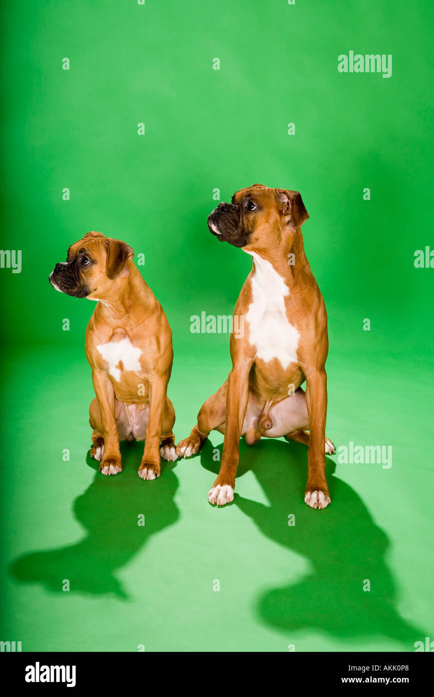 Two dogs sitting Stock Photo - Alamy