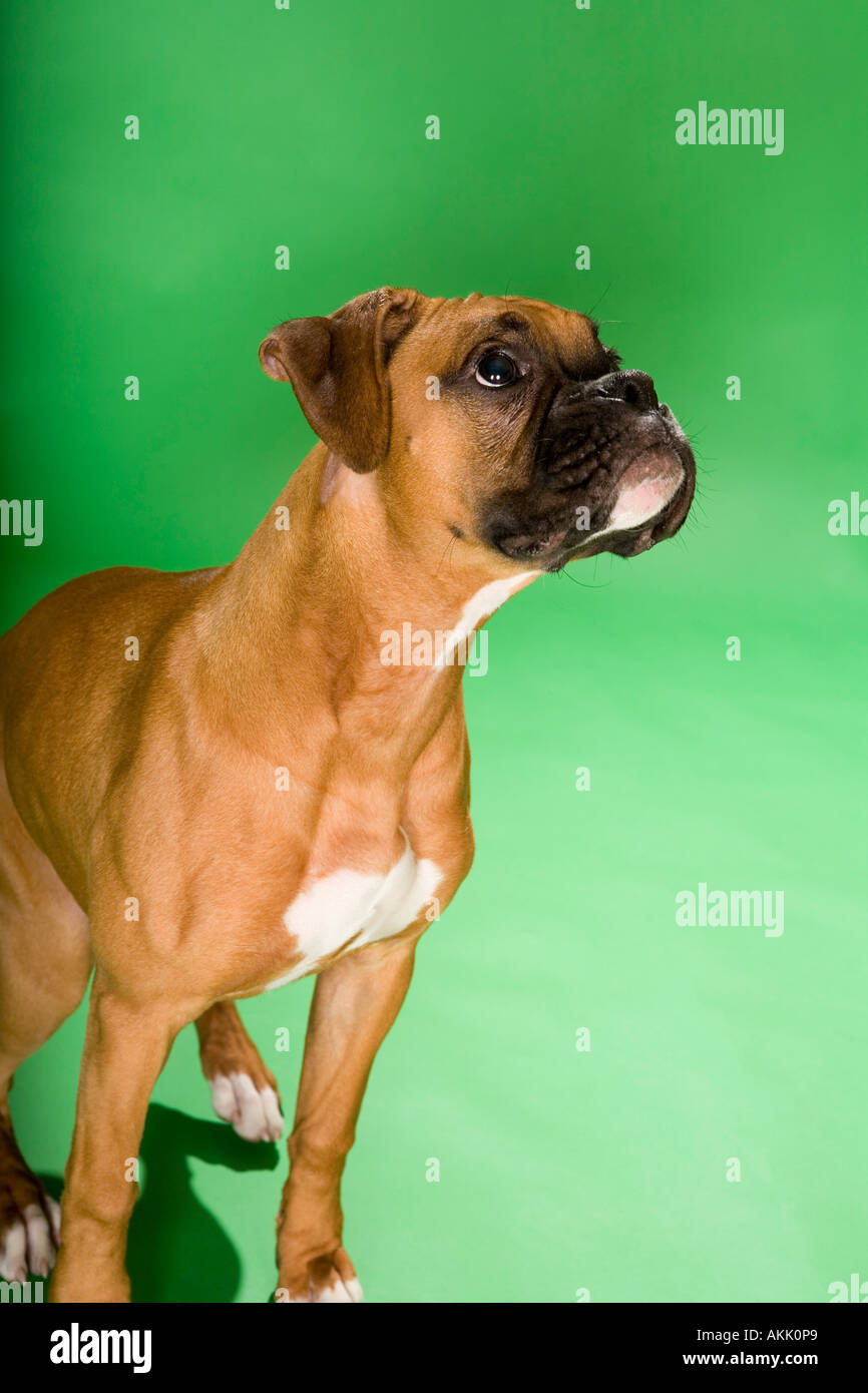 Profile of dog begging Stock Photo - Alamy