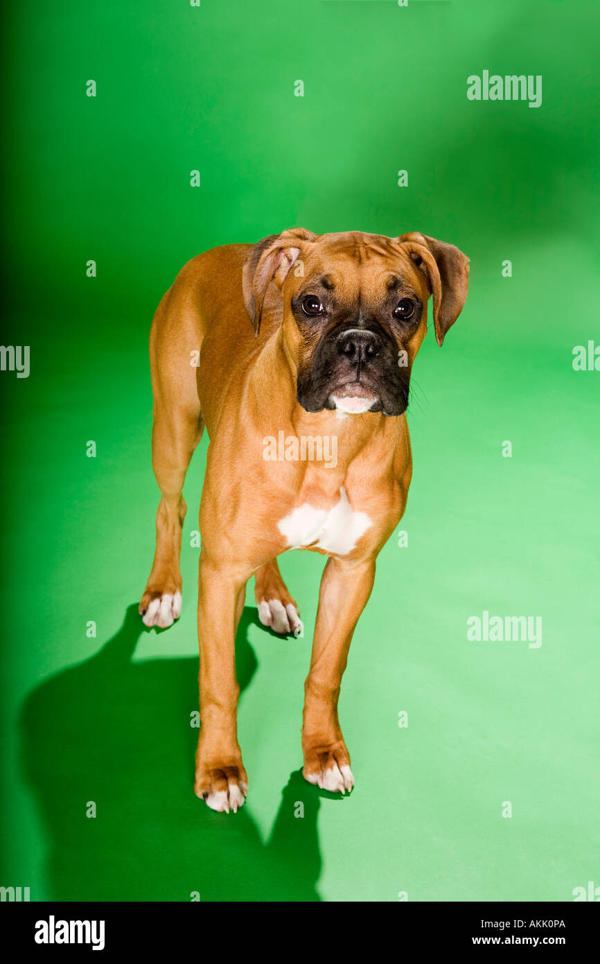 Portrait of dog standing Stock Photo - Alamy