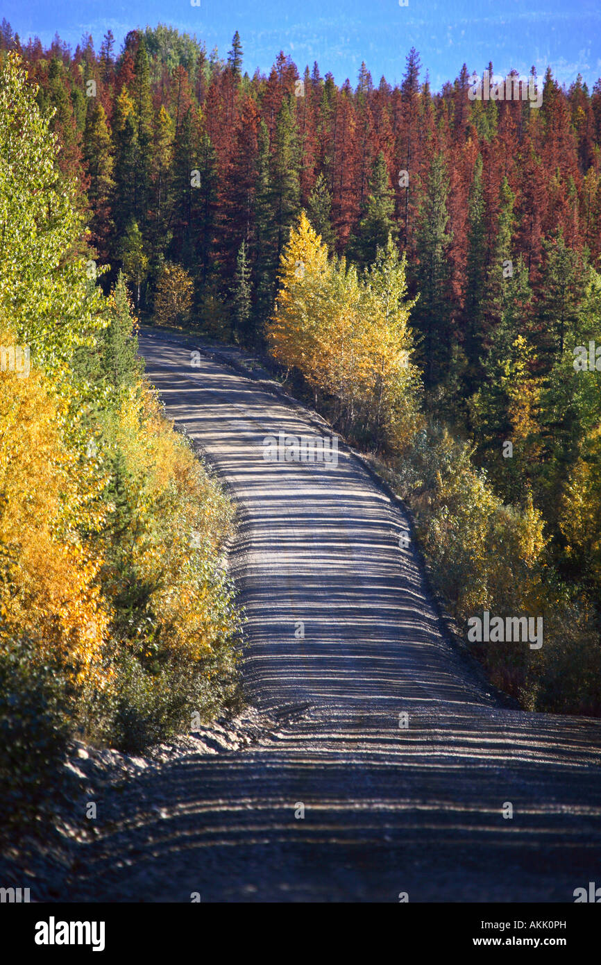 Fall colors and diseased trees in beautiful British Columbia Stock ...
