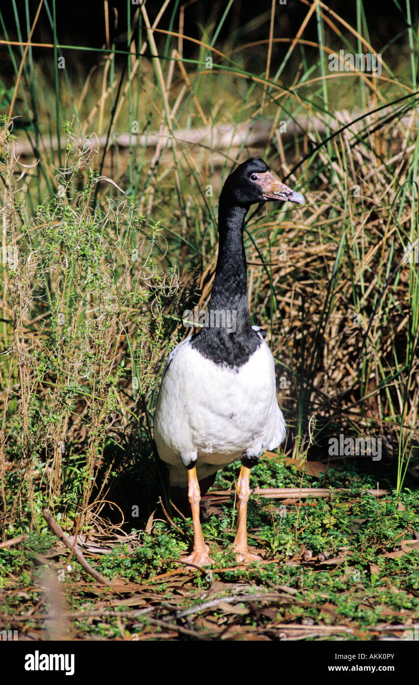Pied/Magpie Goose - Anseranas semipalmata Stock Photo - Alamy