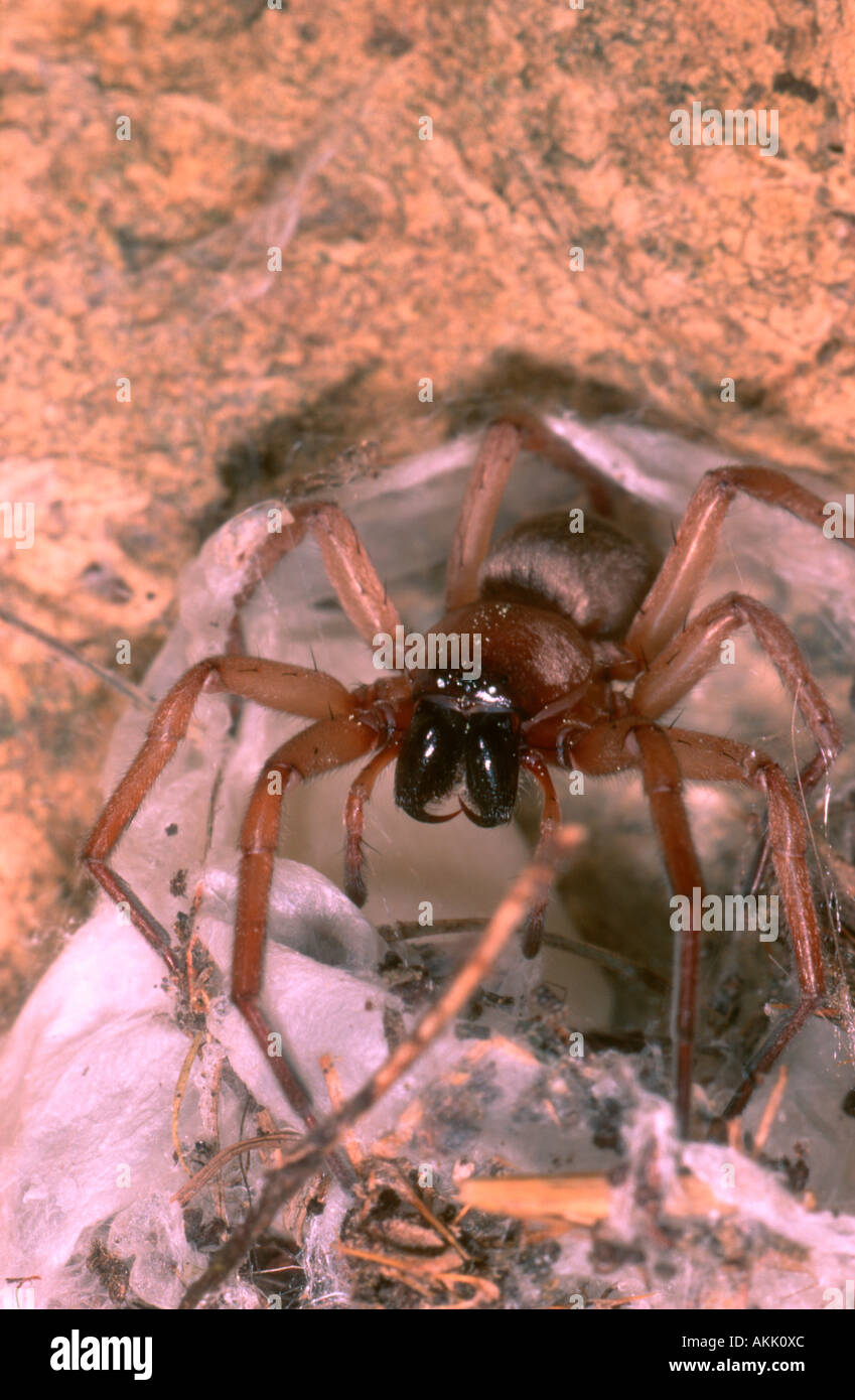 Spider fangs hi-res stock photography and images - Alamy