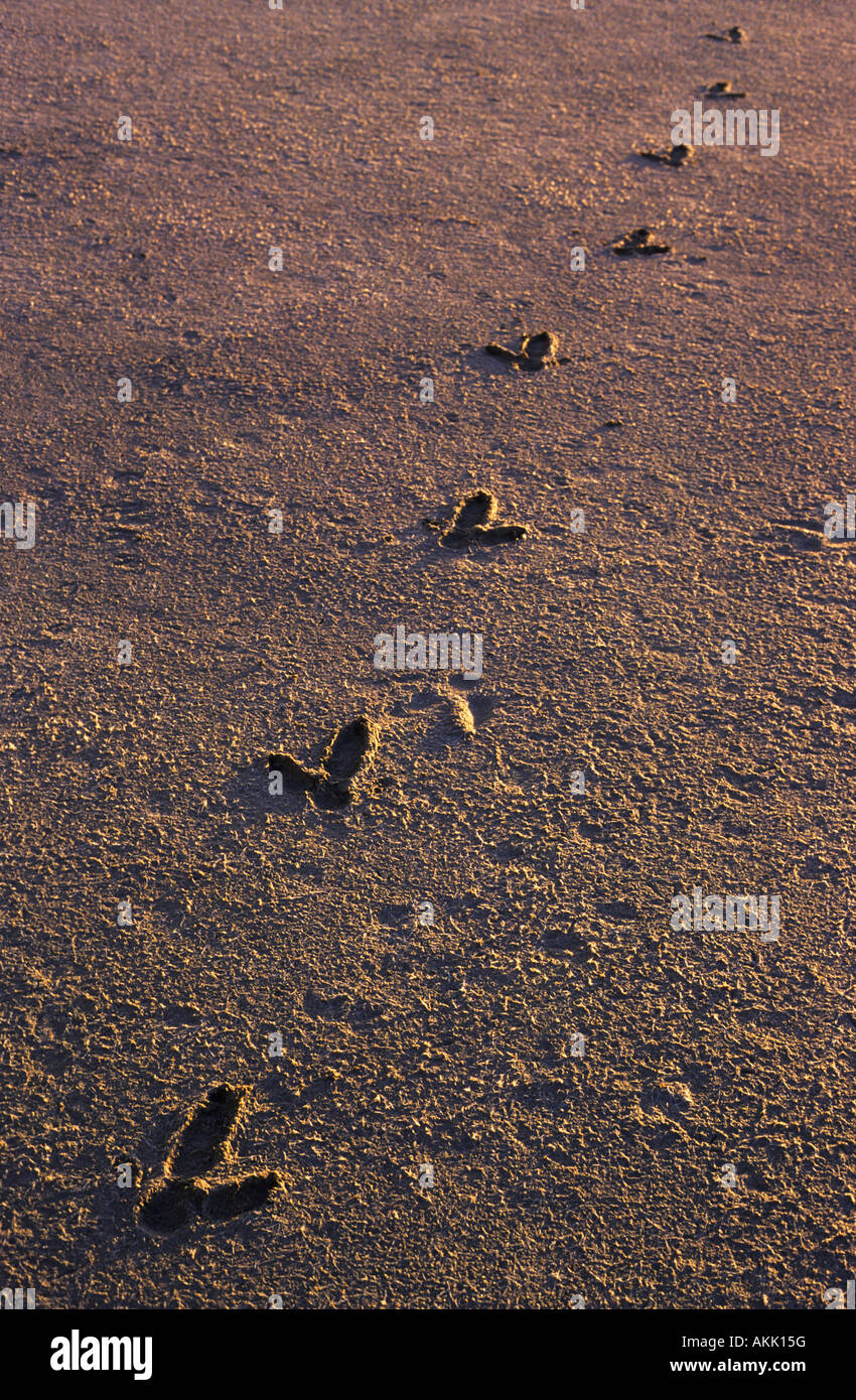 Emu footprints in mud South Australia Stock Photo - Alamy