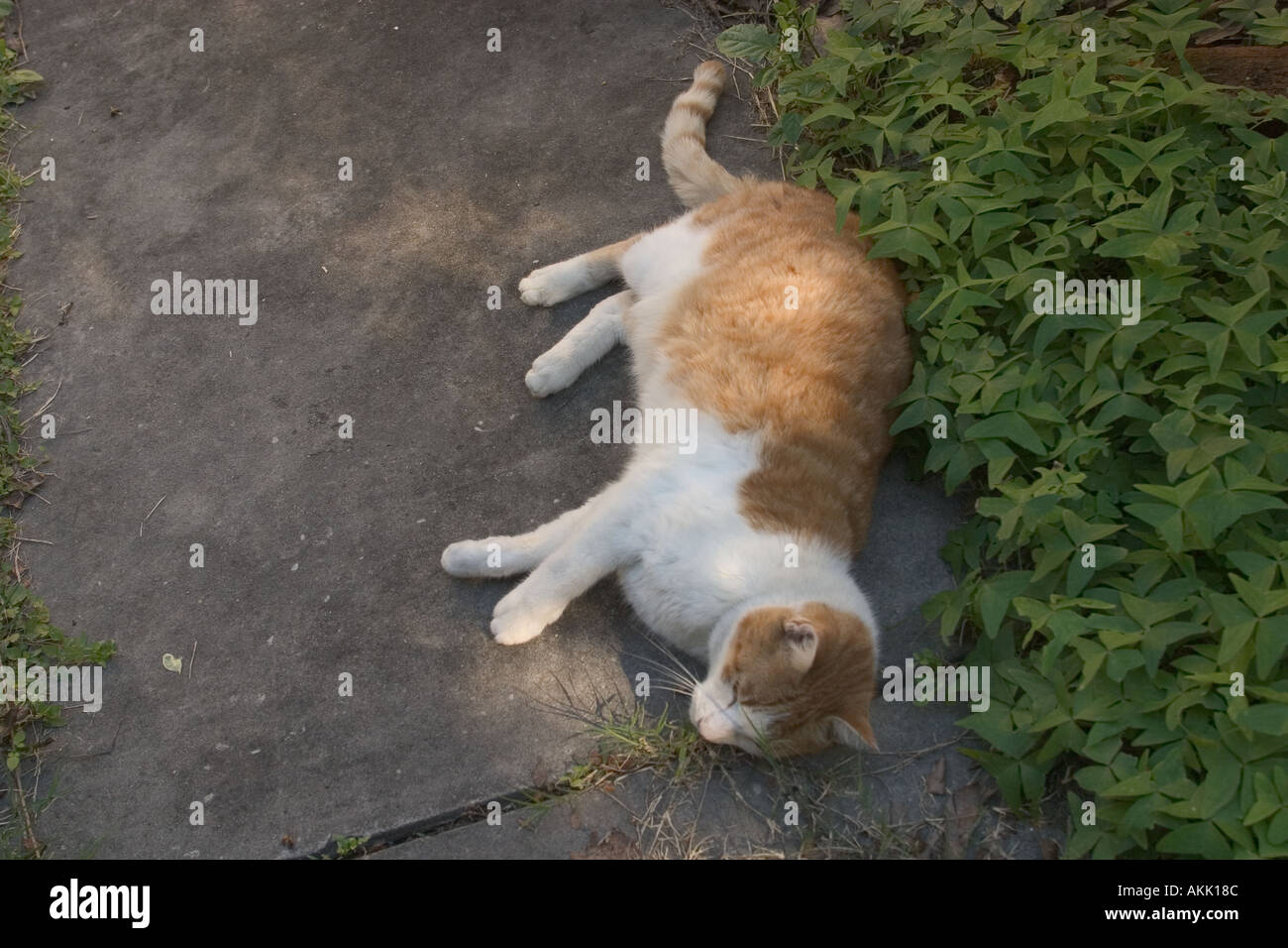 Supine cat hi-res stock photography and images - Alamy