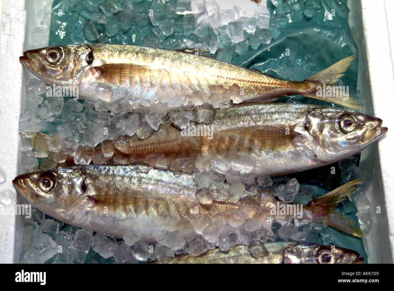 Fish on display in Nishiki street market Kyoto Japan Stock Photo - Alamy