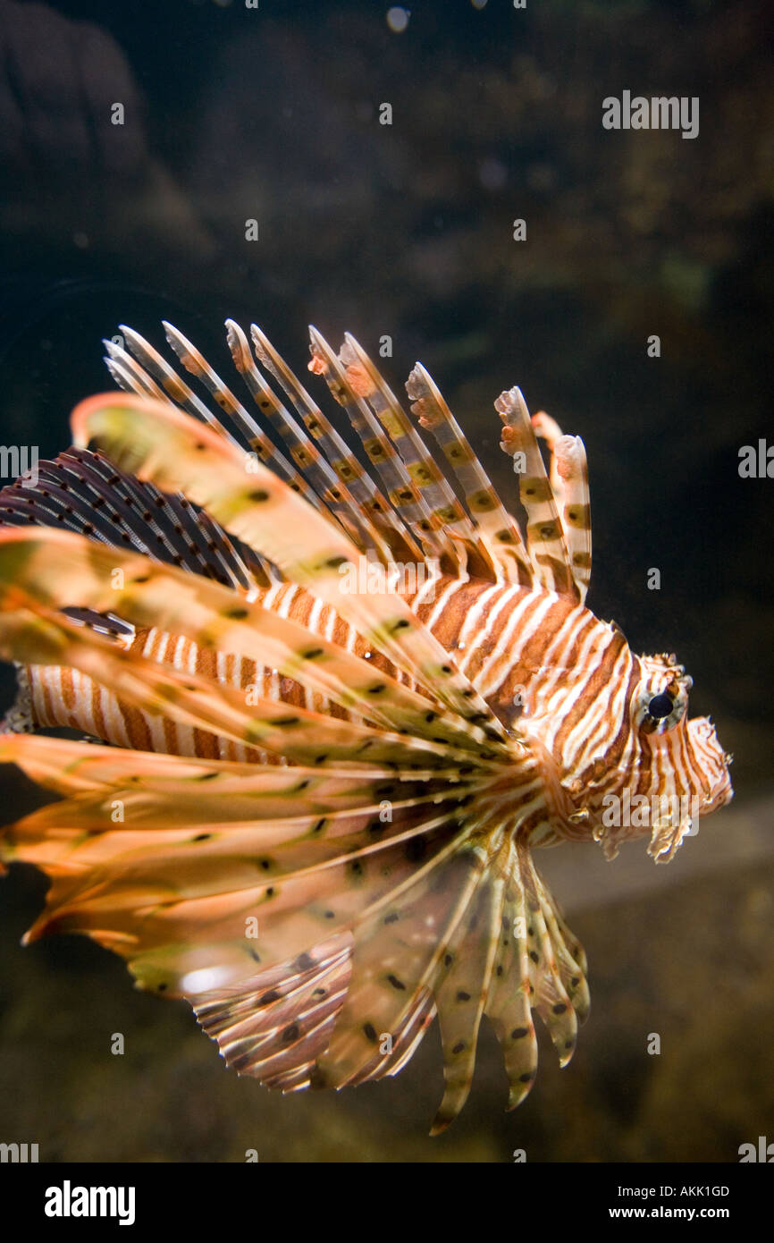 Voracious fish hi-res stock photography and images - Alamy