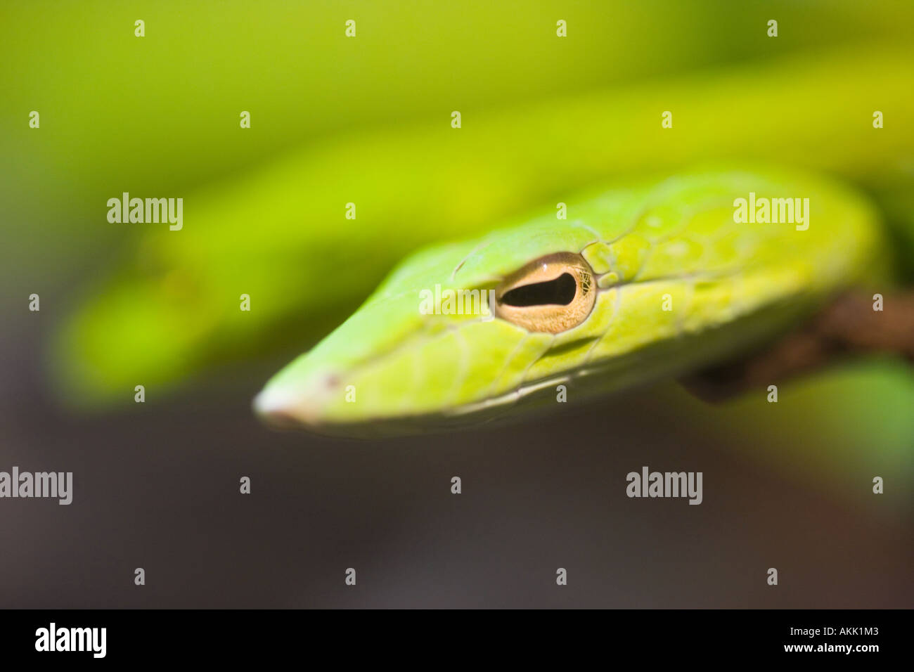 Pit viper snake head up hi-res stock photography and images - Alamy