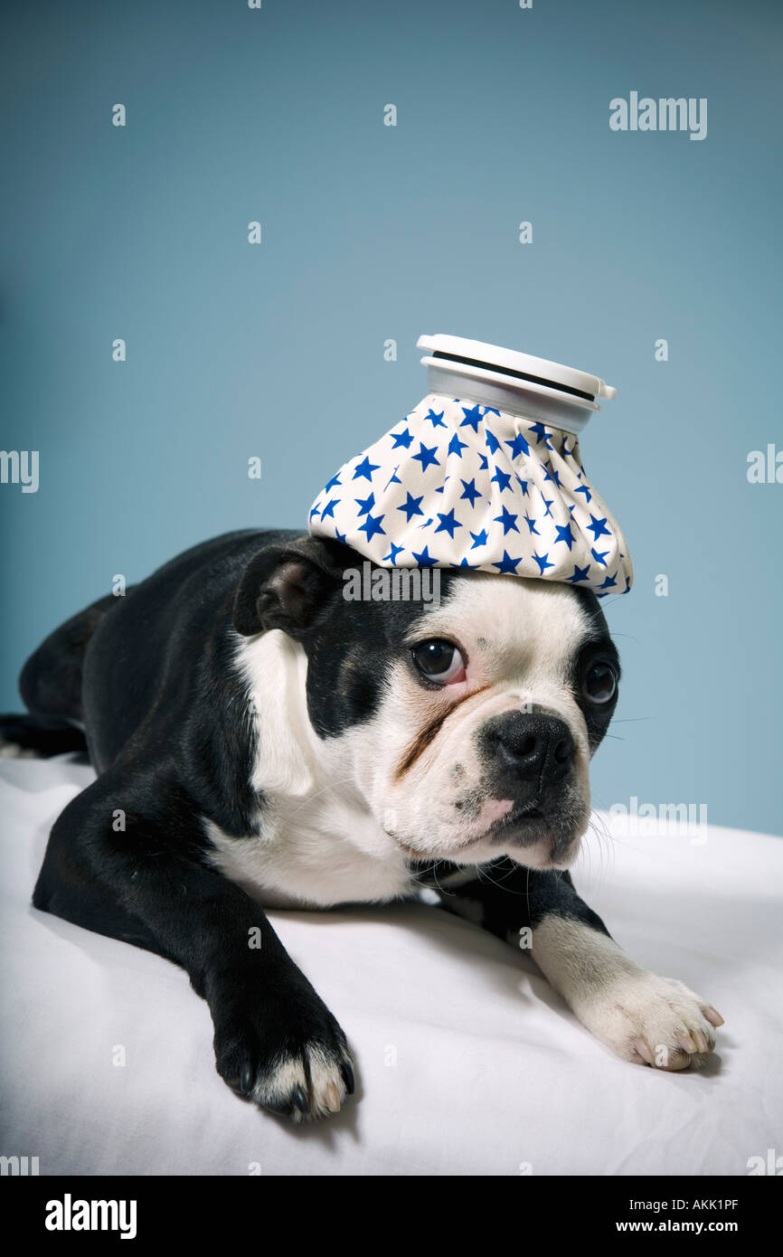 Portrait of dog with headache Stock Photo - Alamy