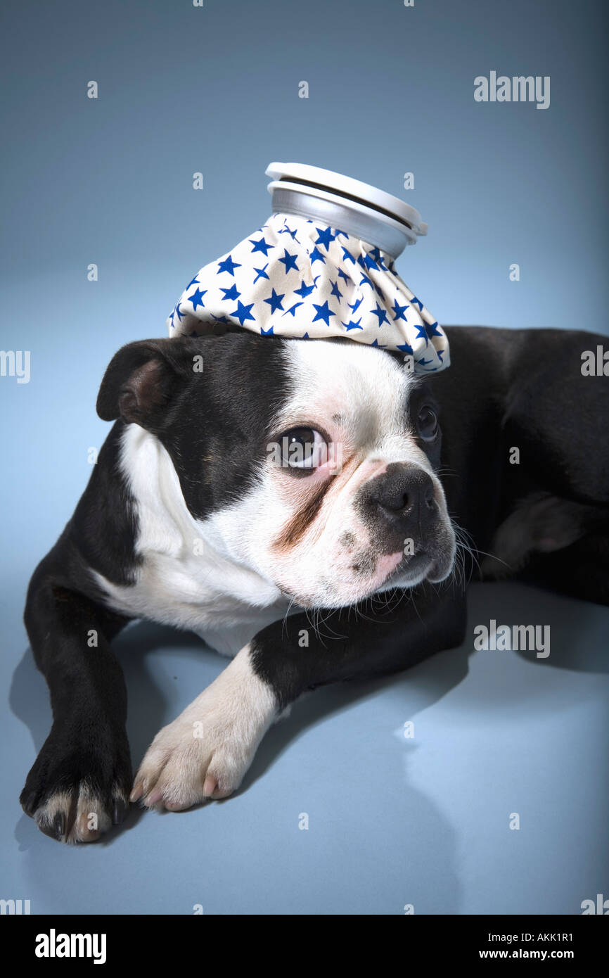 Portrait of dog with headache Stock Photo - Alamy