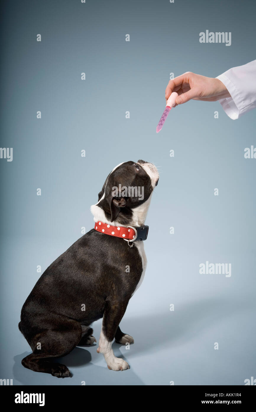 Dog receiving medicine Stock Photo - Alamy