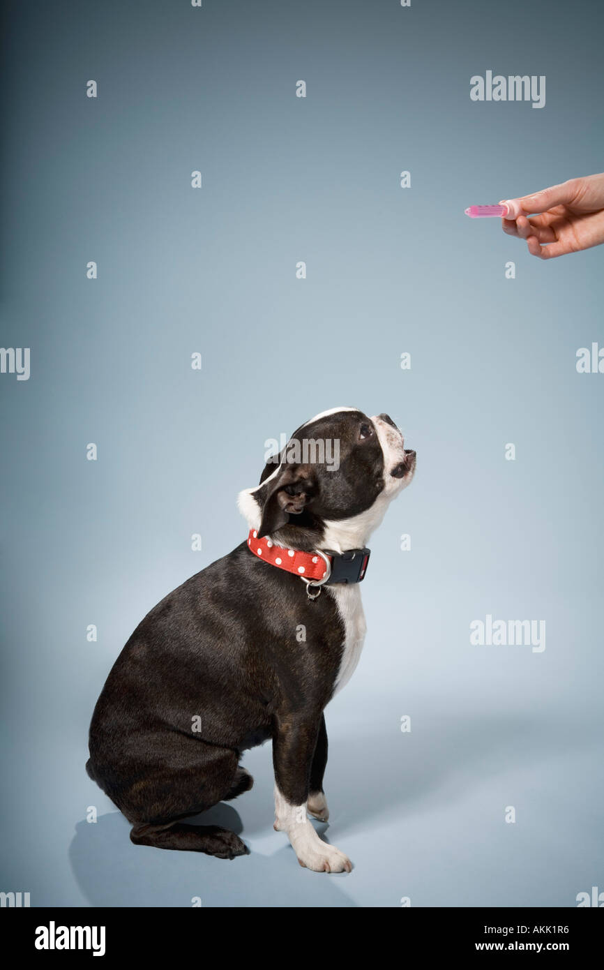 Dog receiving medicine Stock Photo - Alamy