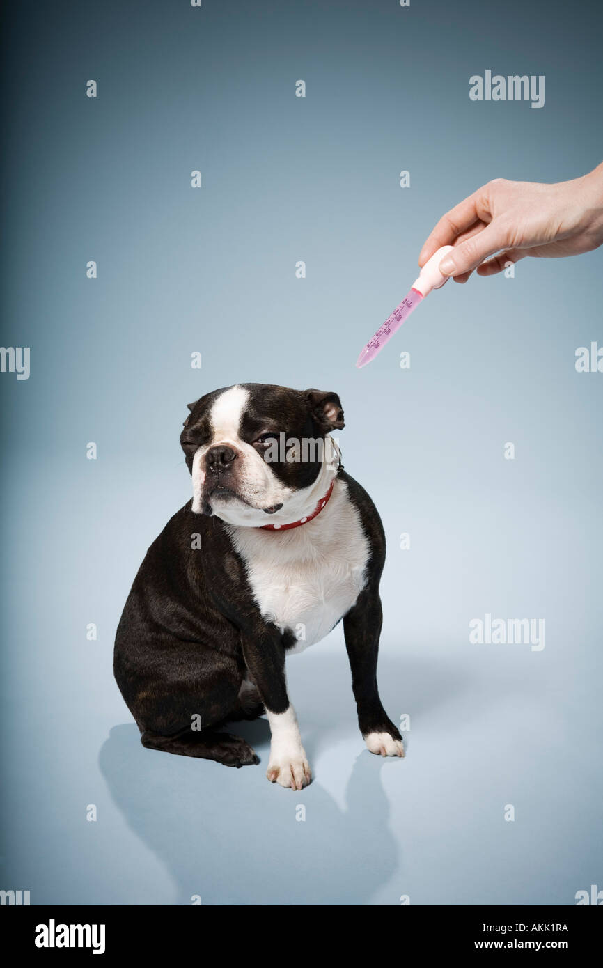 Dog refusing medicine Stock Photo - Alamy