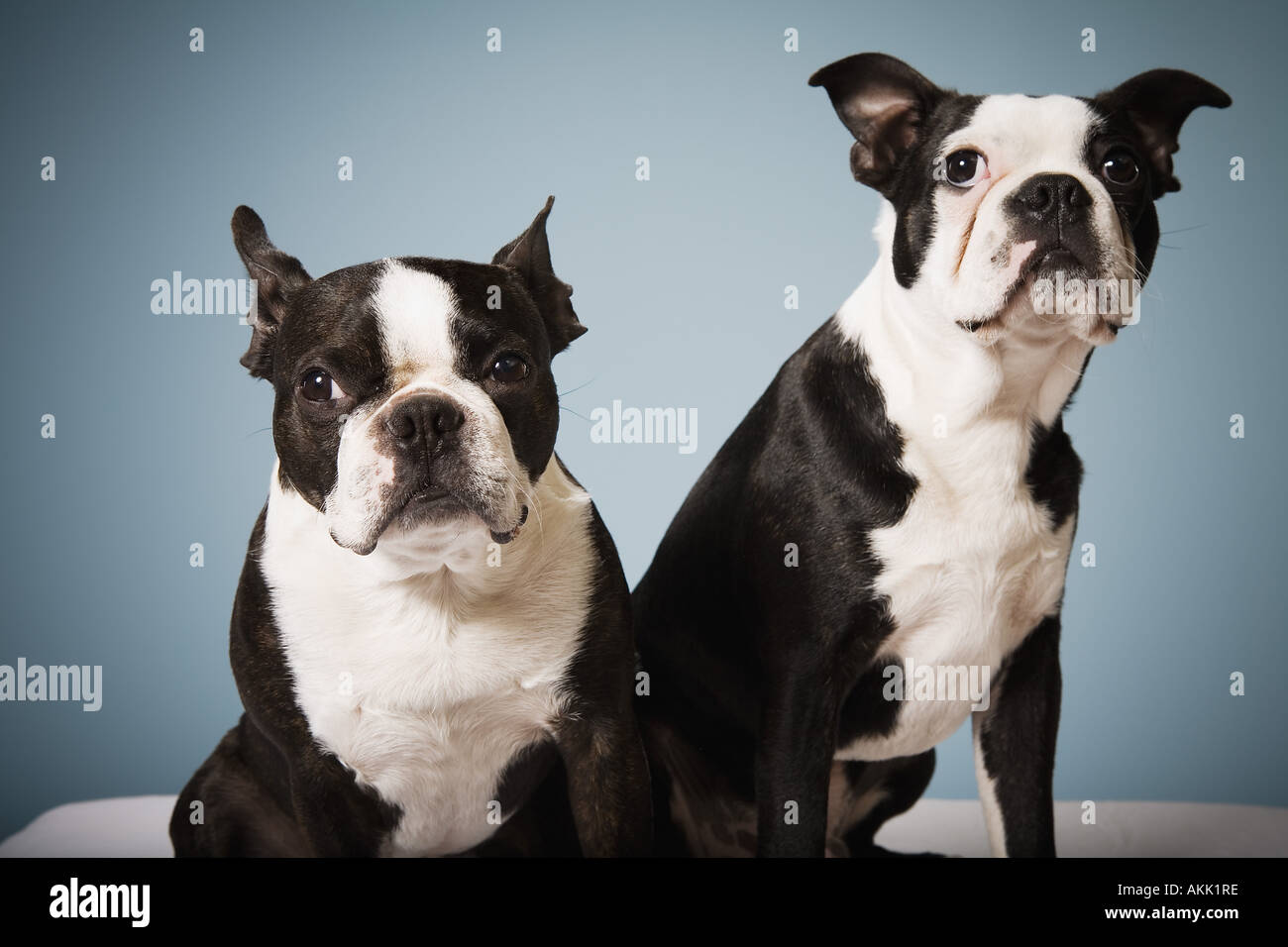 Portrait of two dogs sitting Stock Photo - Alamy