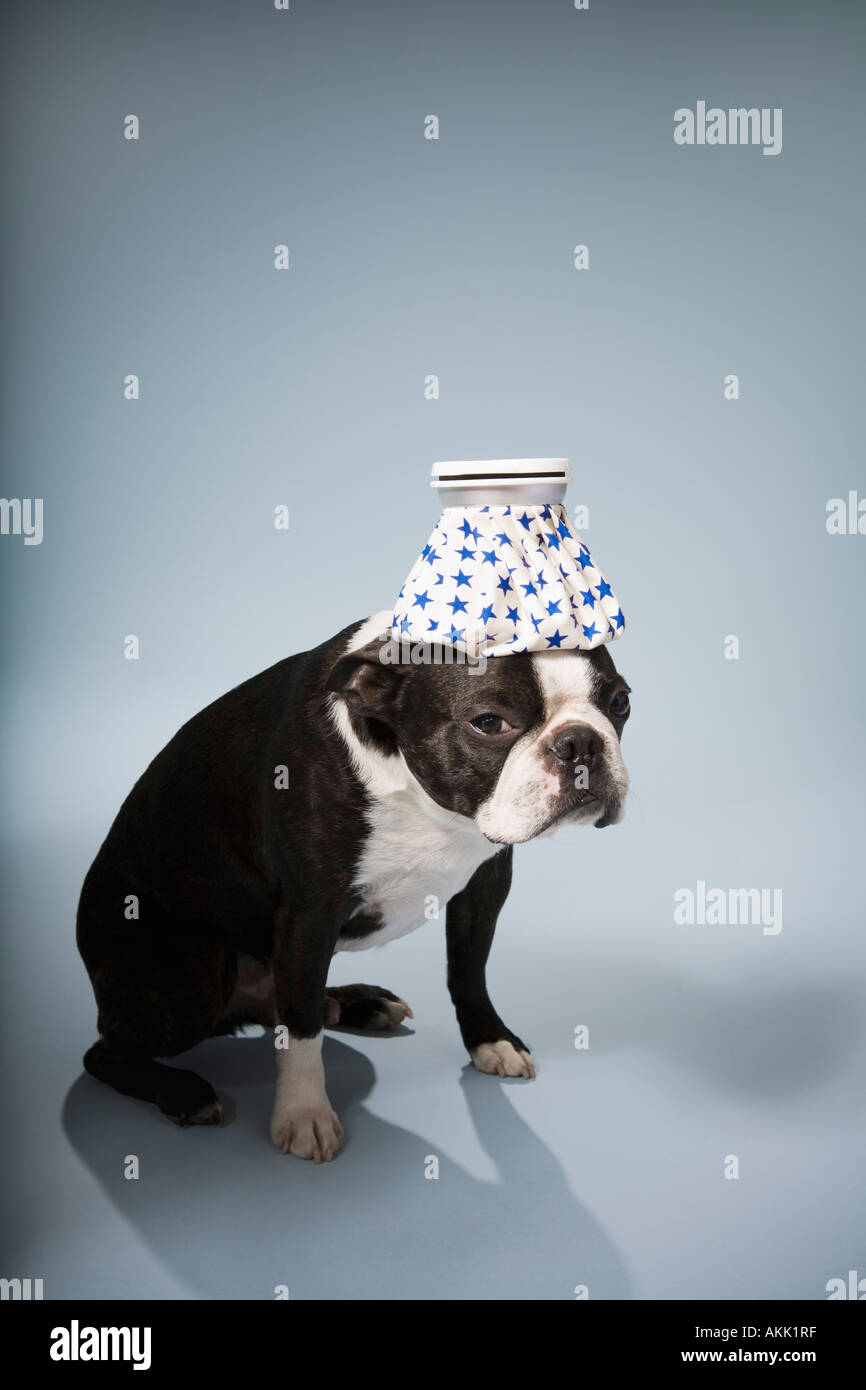 Dog science hi-res stock photography and images - Alamy