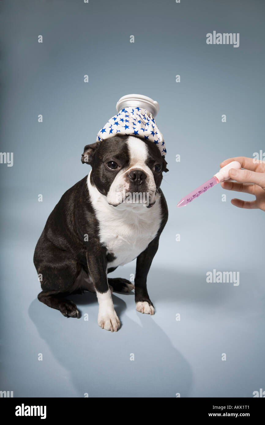 Portrait of sick dog Stock Photo - Alamy