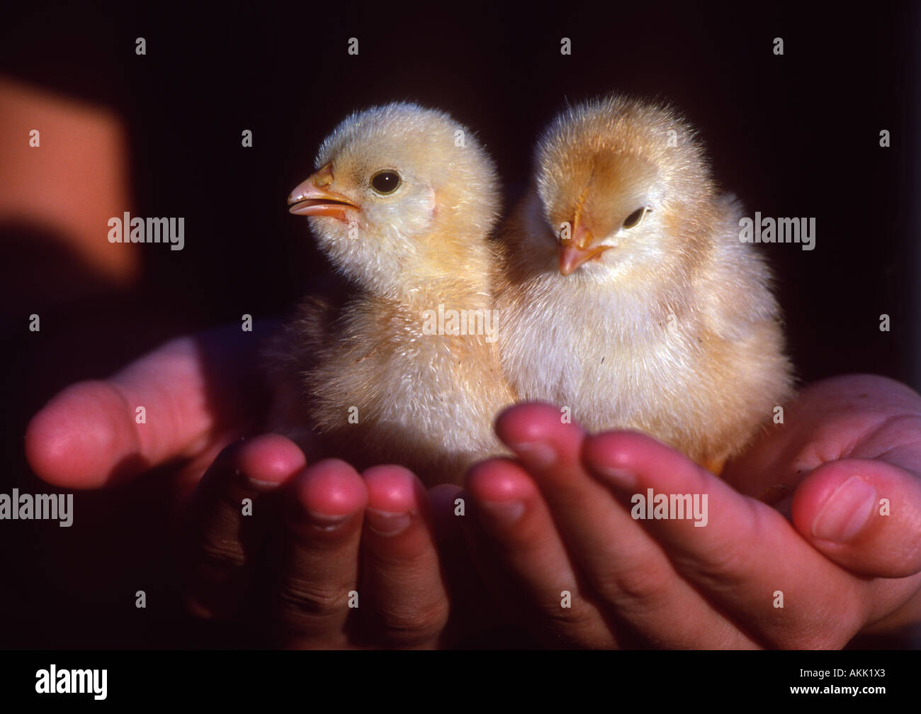 Chicken on human hands Stock Photo - Alamy