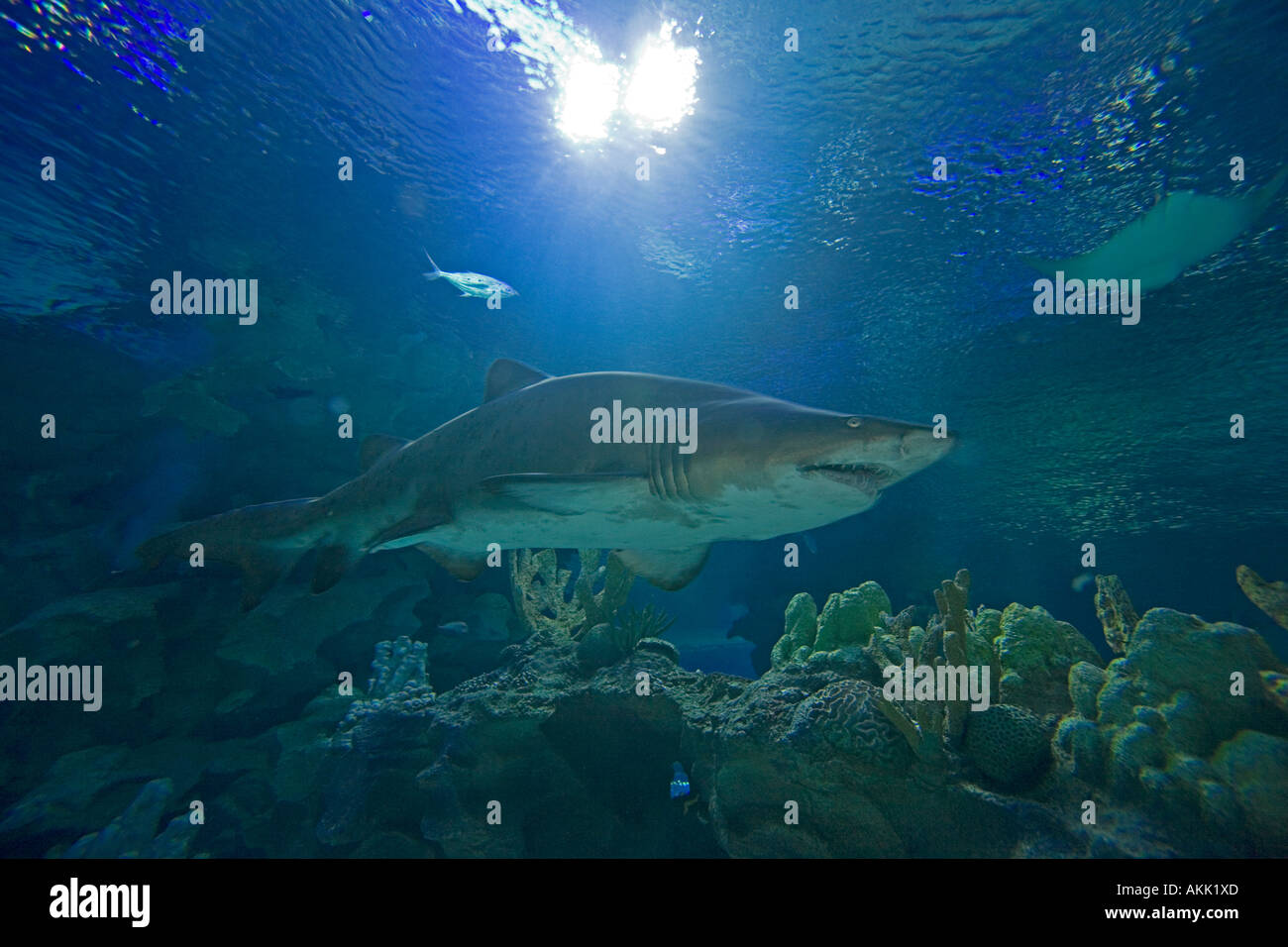 Full shark skeleton hi-res stock photography and images - Alamy