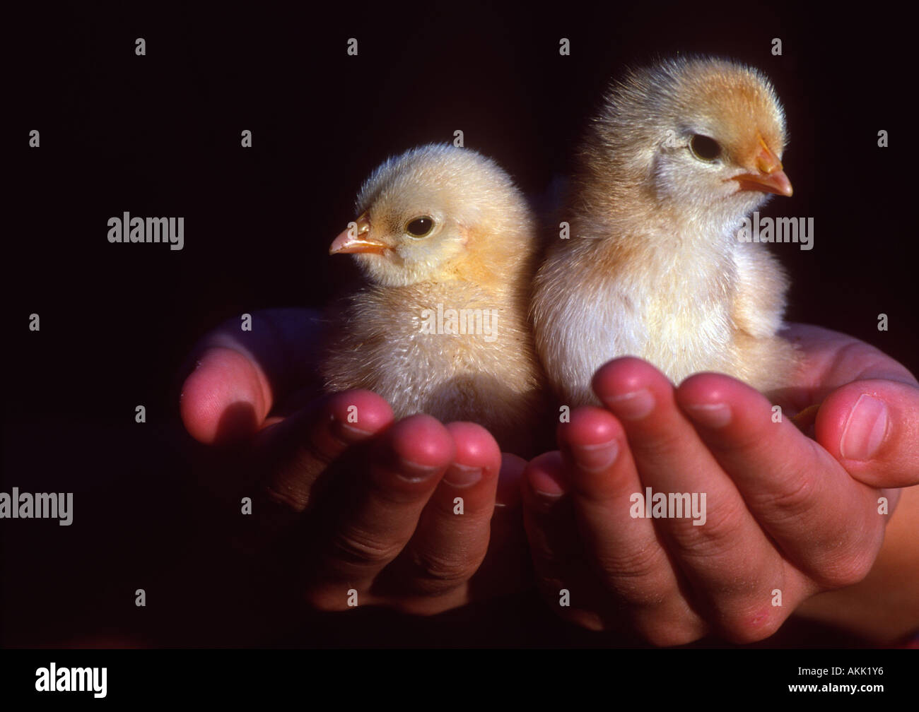 Chicken on human hands Stock Photo - Alamy
