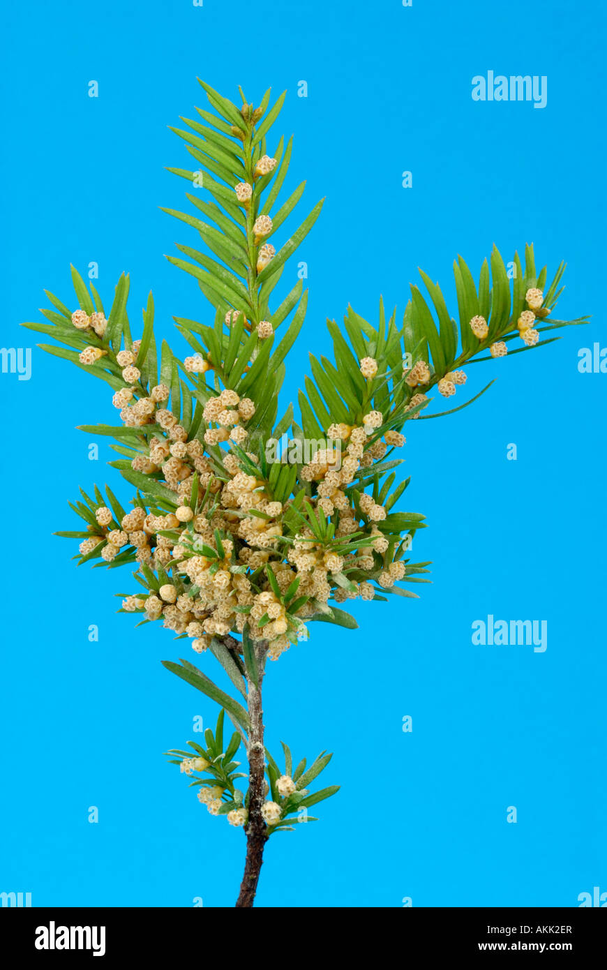 Common yew taxus baccata male hi-res stock photography and images - Alamy