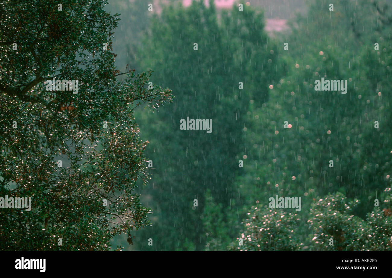 Rainfall over trees Stock Photo - Alamy