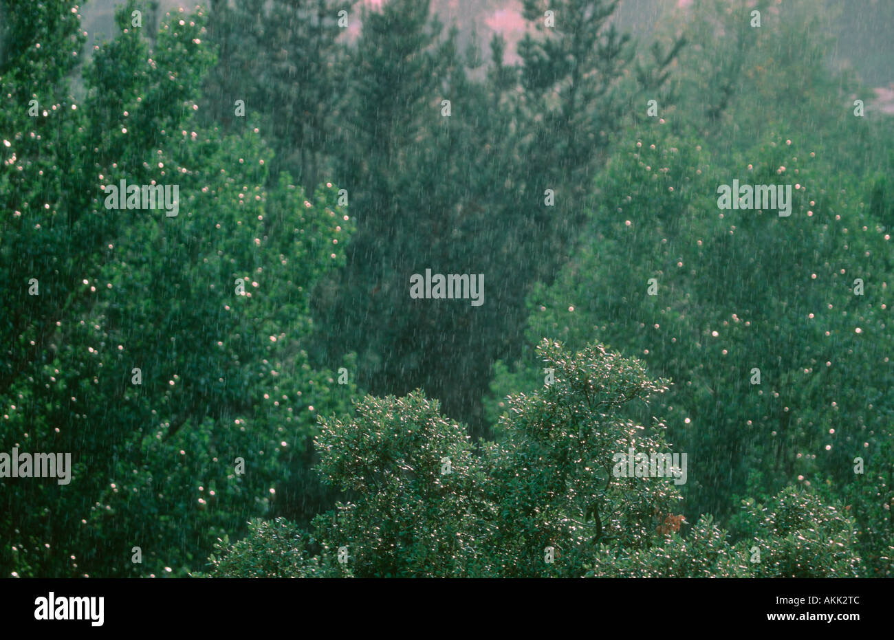 Rainfall over trees Stock Photo - Alamy
