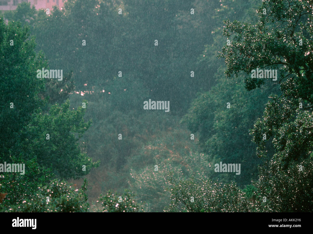 Rainfall over trees Stock Photo - Alamy