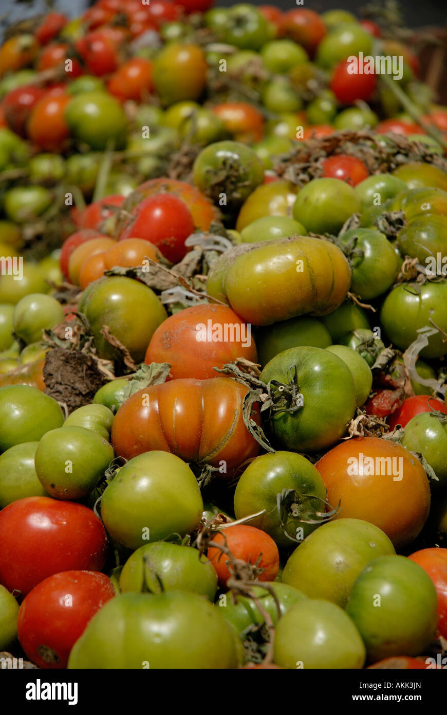 Unwanted ripe and unripe tomatoes in skip waiting for disposal Stock ...