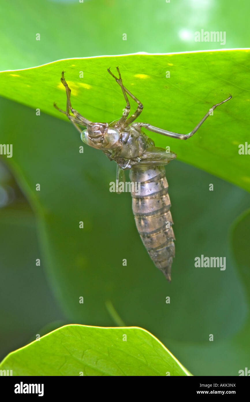 Exuvia (larval casing) of unknown dragonfly species attached to the ...