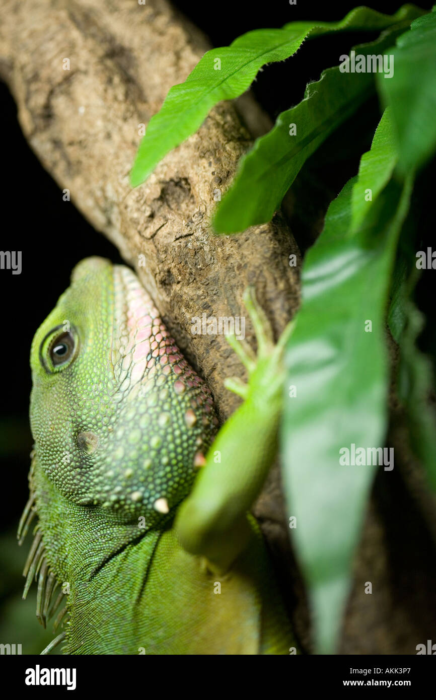 Water dragon Physignathus cocincinus Stock Photo - Alamy