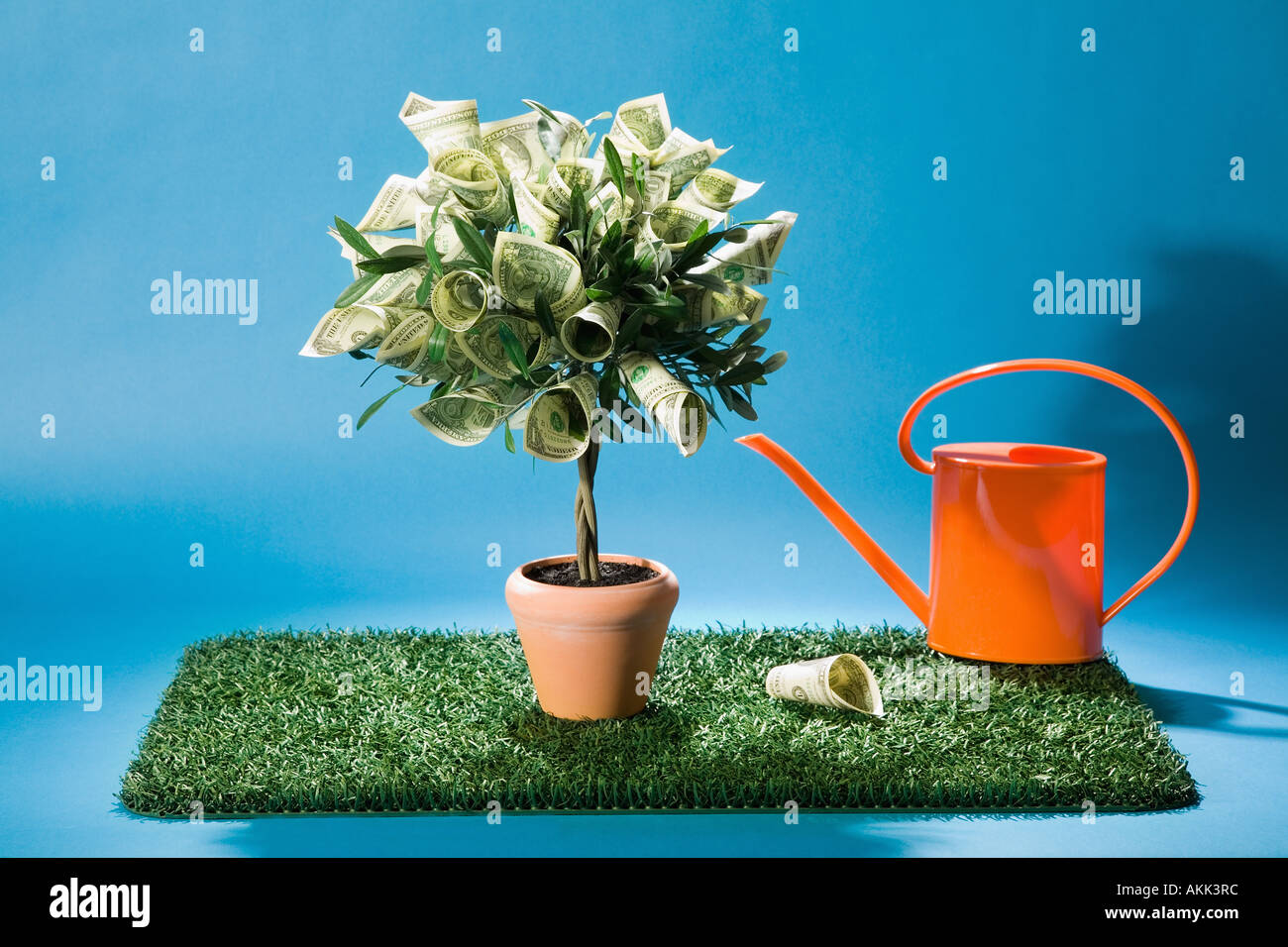Money tree with watering can Stock Photo - Alamy