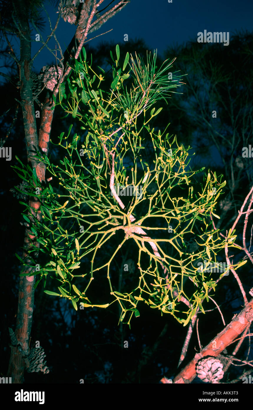 Mistletoe Druid High Resolution Stock Photography and Images - Alamy