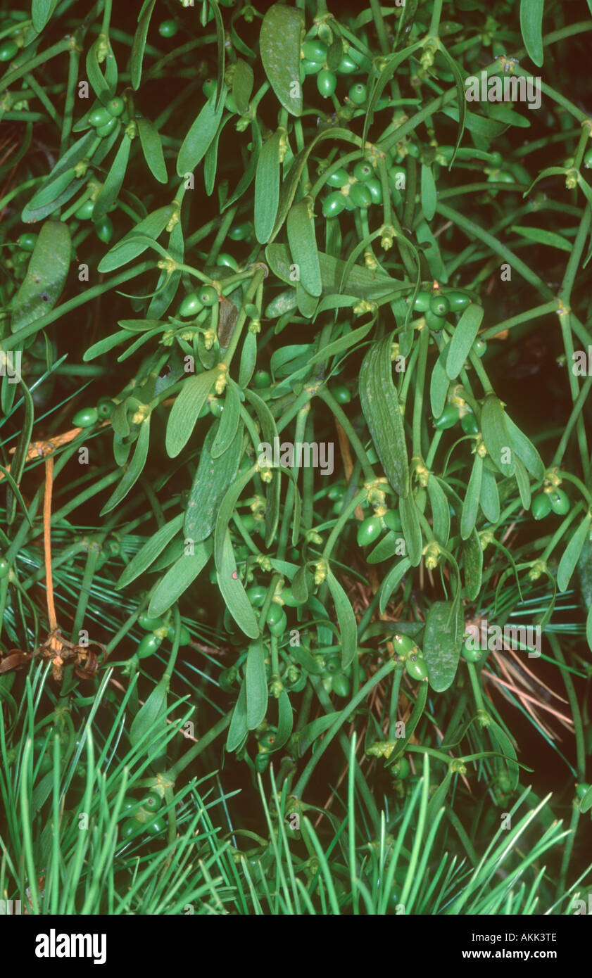 Mistletoe bushes hi-res stock photography and images - Alamy