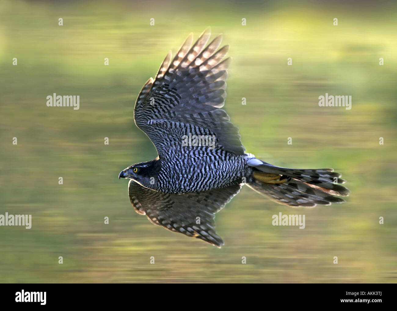 Goshawk (Accipiter gentilis), in hunting flight Stock Photo - Alamy