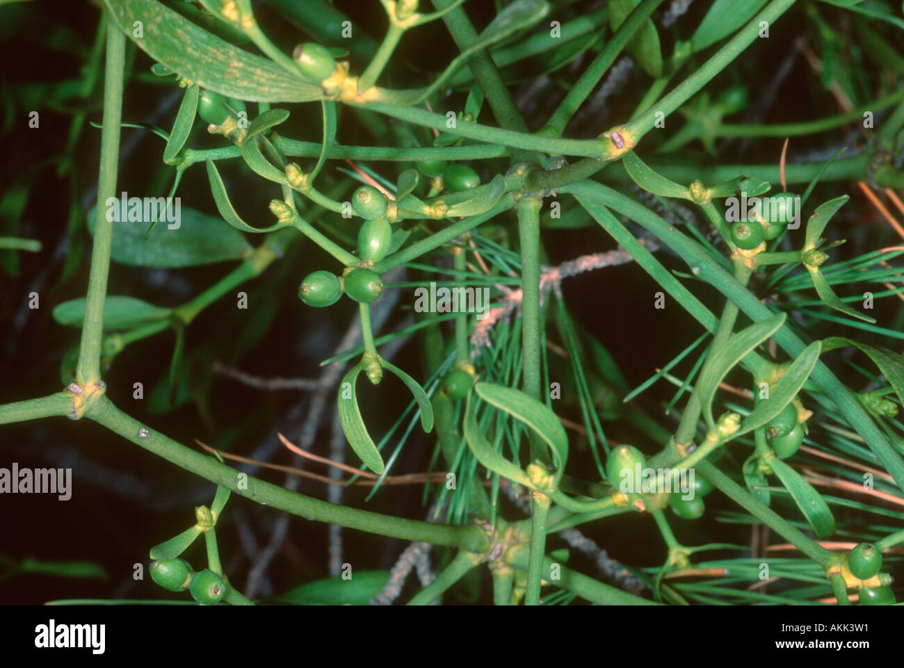 Mistletoe bushes hi-res stock photography and images - Alamy