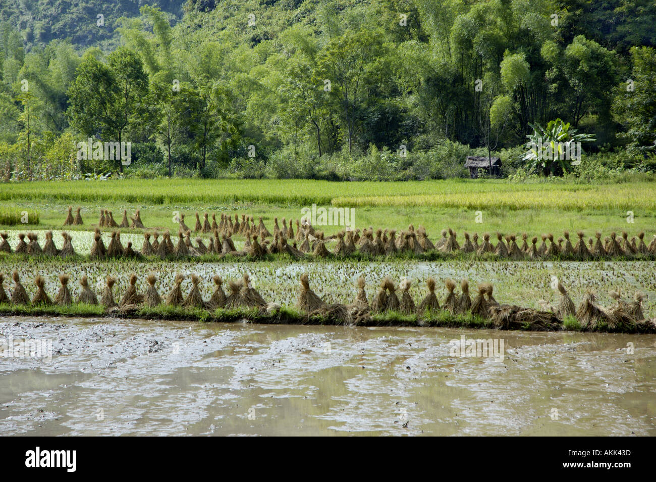 Paddy bundles hi-res stock photography and images - Alamy