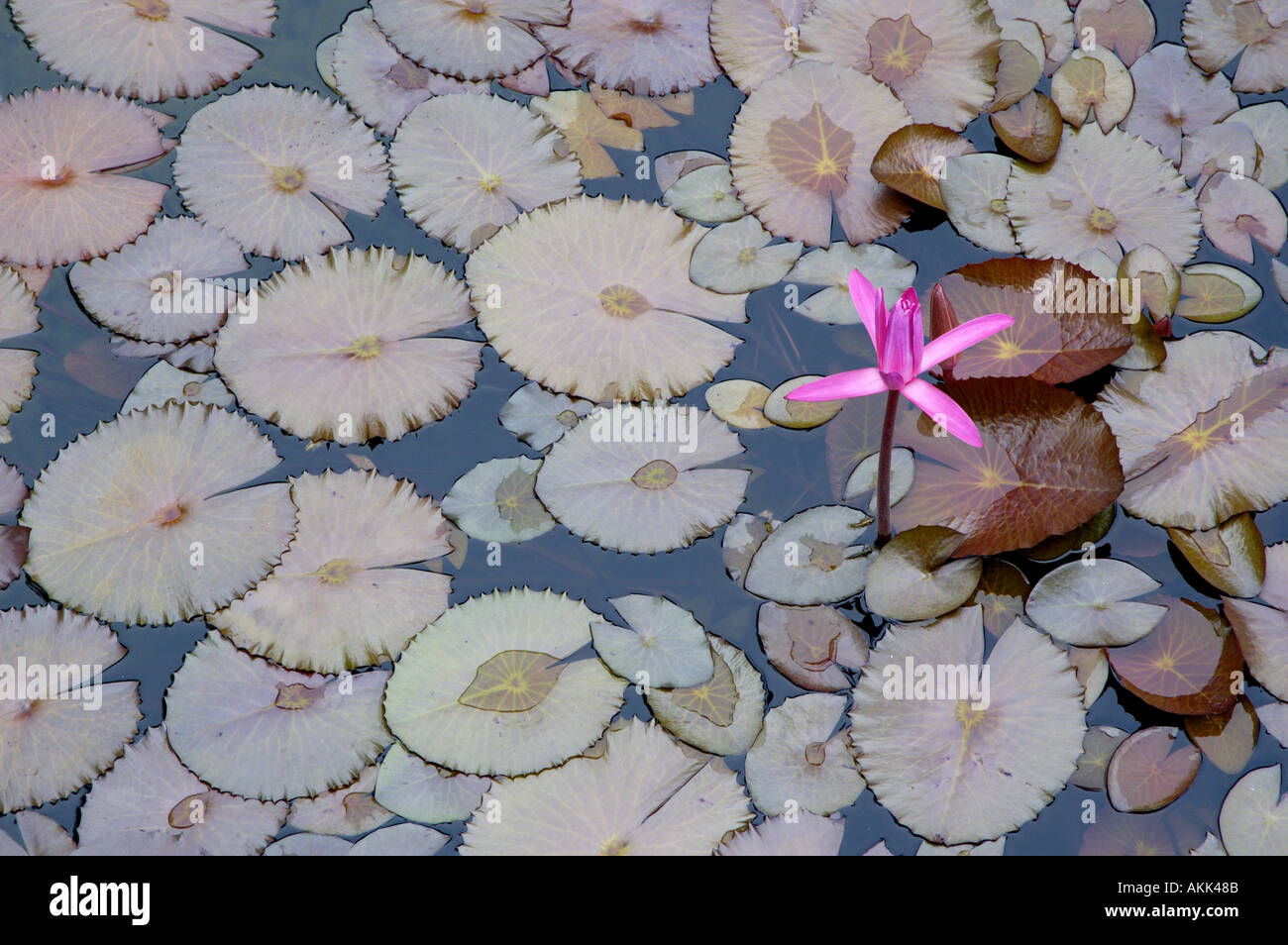 Water Lillies (Nymphaeaceae) in a pond, Yangshuo, Guangxi, China Stock ...