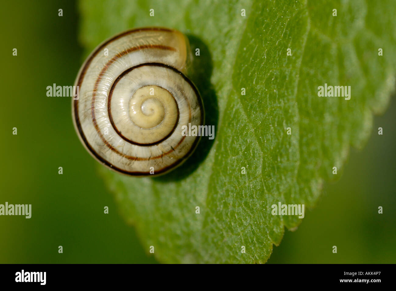 White lipped snail cepaea hortensis hi-res stock photography and images ...