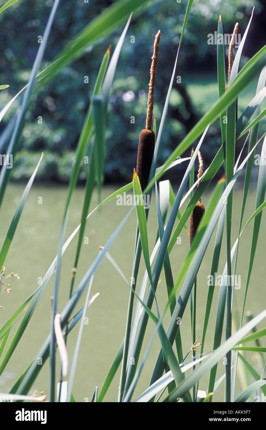 Cat Tail Bulrush Central Park Flora New York City NYC USA Stock Photo ...